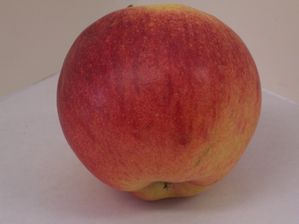 Malus domestica 'Sekai-Ichi Apple' Sekai-Ichi Apple from Grandpa's Orchard