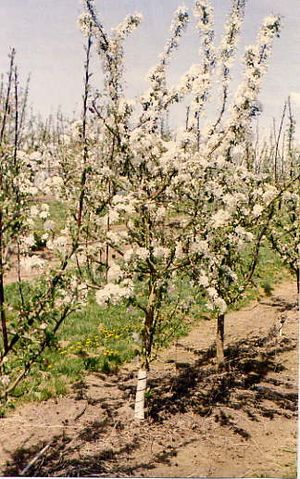 Malus z 'Snowdrift Crab' Snowdrift Flowering Crabapple from Grandpa's ...