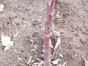 Malus rootstock 'EMLA 7 clonal rootstock' Malling 7 Semi-Dwarf Apple ...